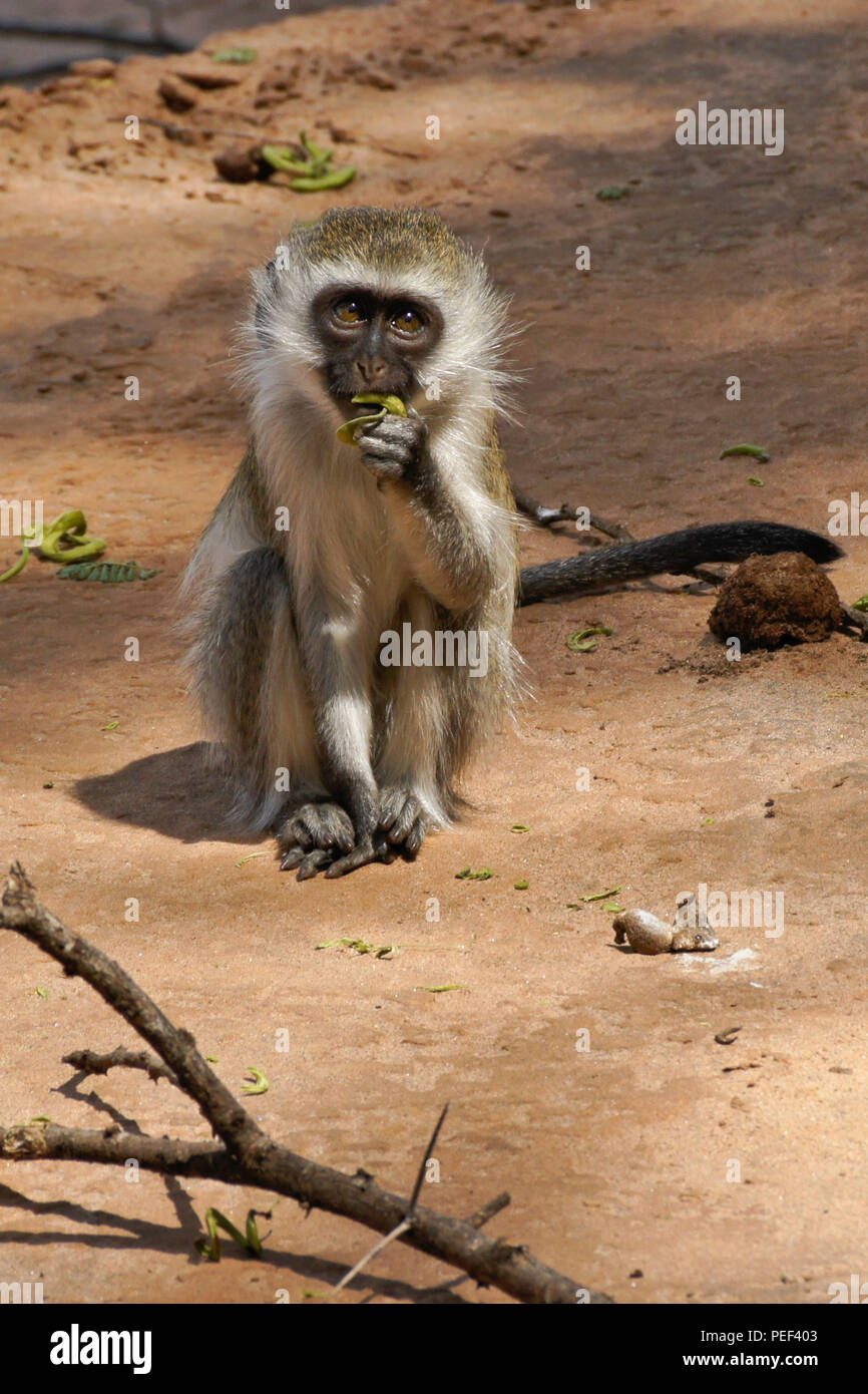 Young black-faced vervet monkey eating leaves on sandy ground near ...