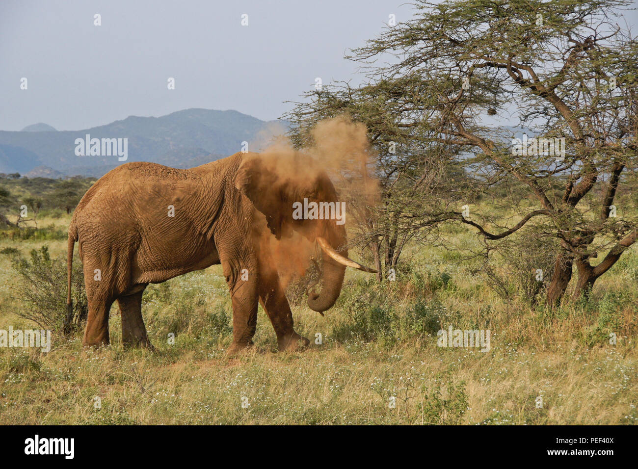 Bull dust hi-res stock photography and images - Alamy