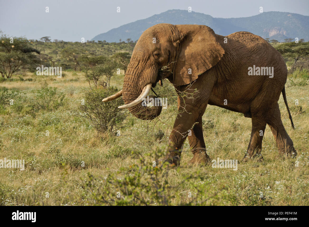 Bull elephant carrying acacia branch to eat while walking, Samburu Game ...