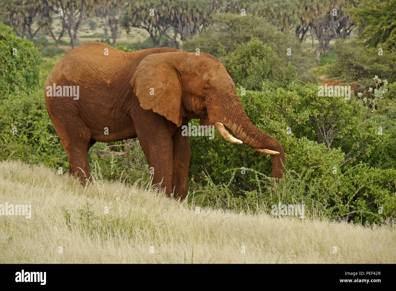 Bull elephant resting heavy trunk on tusk, Samburu Game Reserve, Kenya ...