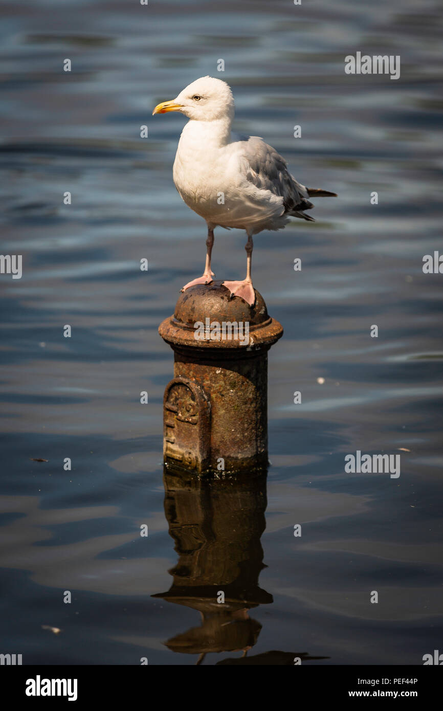 Bird on pier Stock Photo - Alamy