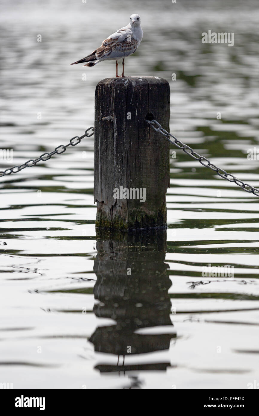 Bird on pier Stock Photo - Alamy