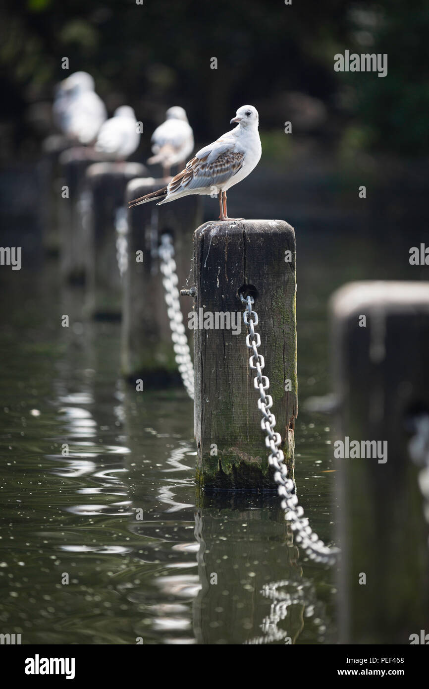 Bird on pier Stock Photo - Alamy