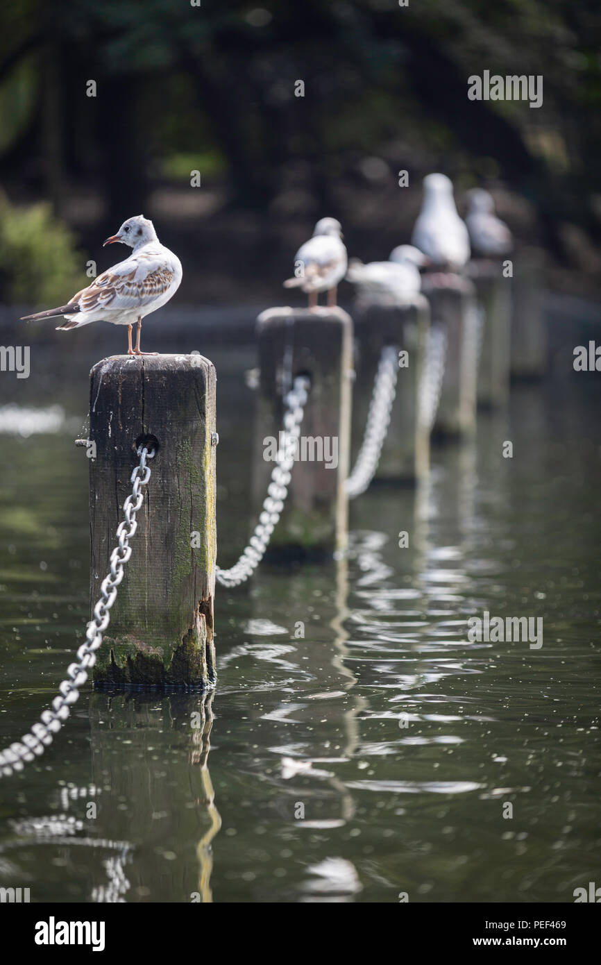 Bird on pier Stock Photo - Alamy