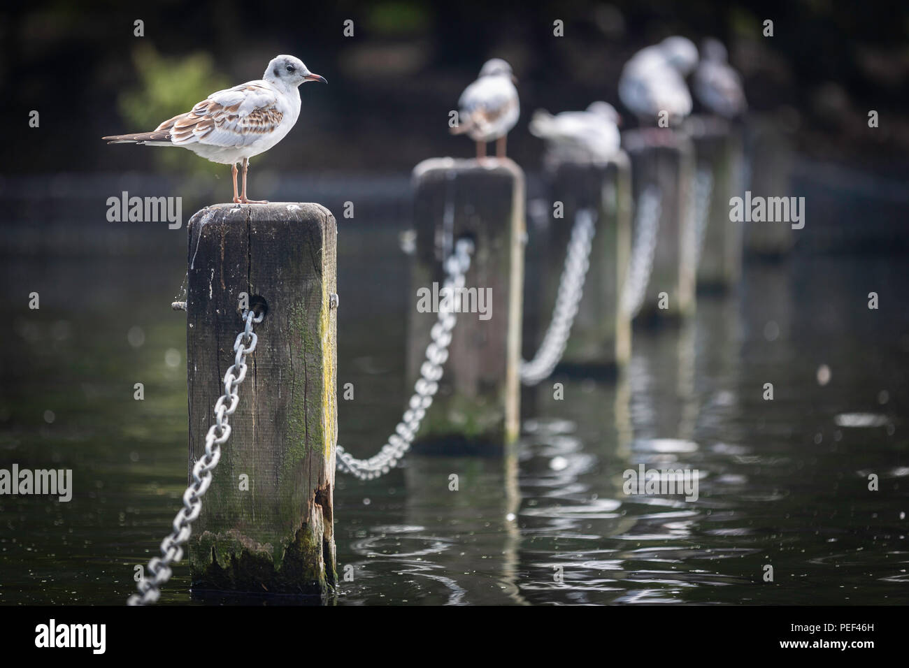 Bird on pier Stock Photo - Alamy