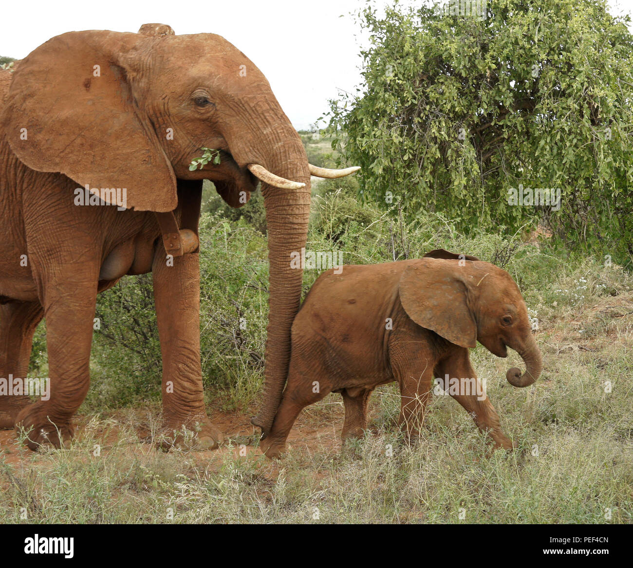 Female elephant with tracking collar pushing her calf along the trail ...