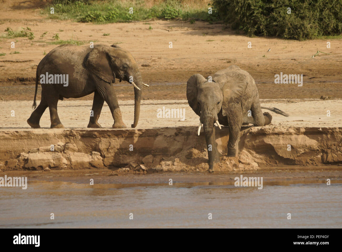 Elephant kneeling hi-res stock photography and images - Alamy
