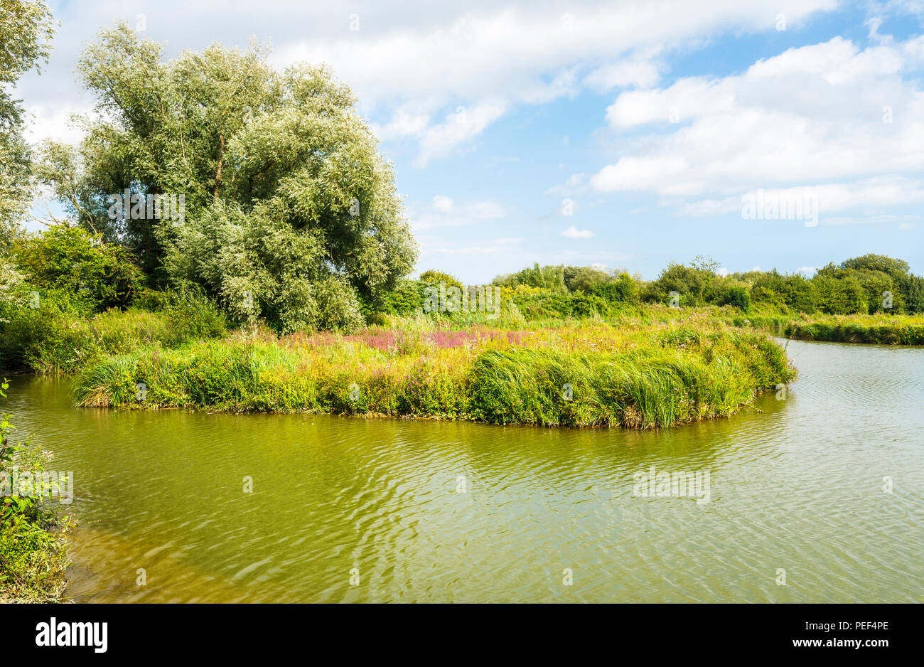 Flowery habitat and pretty rural scenery at the Arundel Wildfowl ...