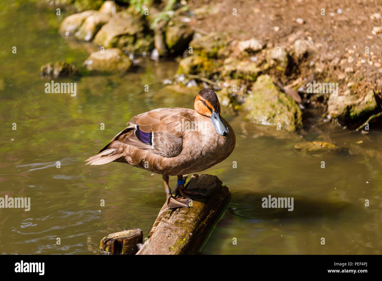 Philippine duck hi-res stock photography and images - Alamy