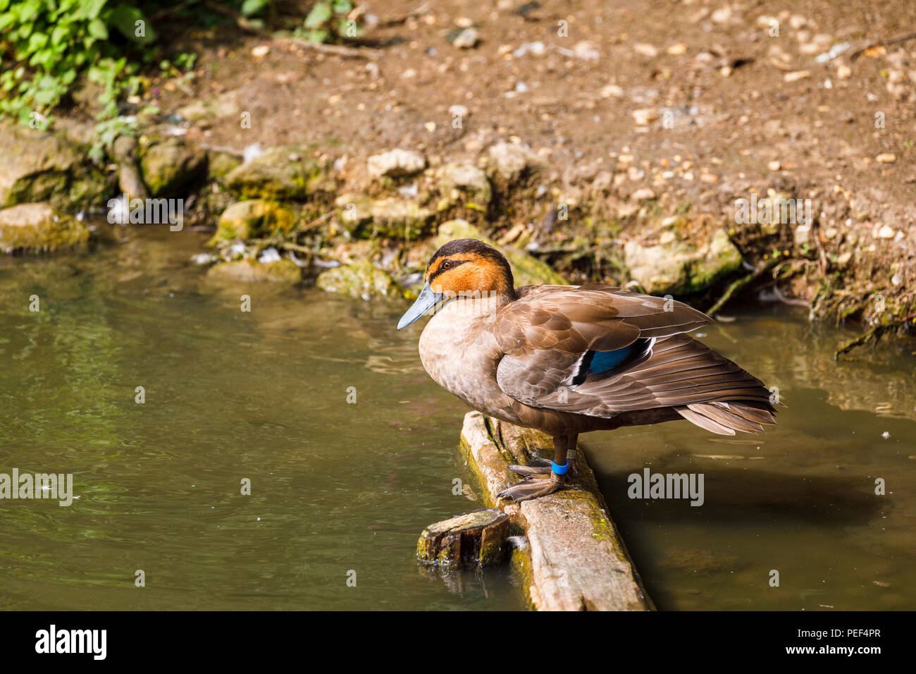 Philippine duck hi-res stock photography and images - Alamy