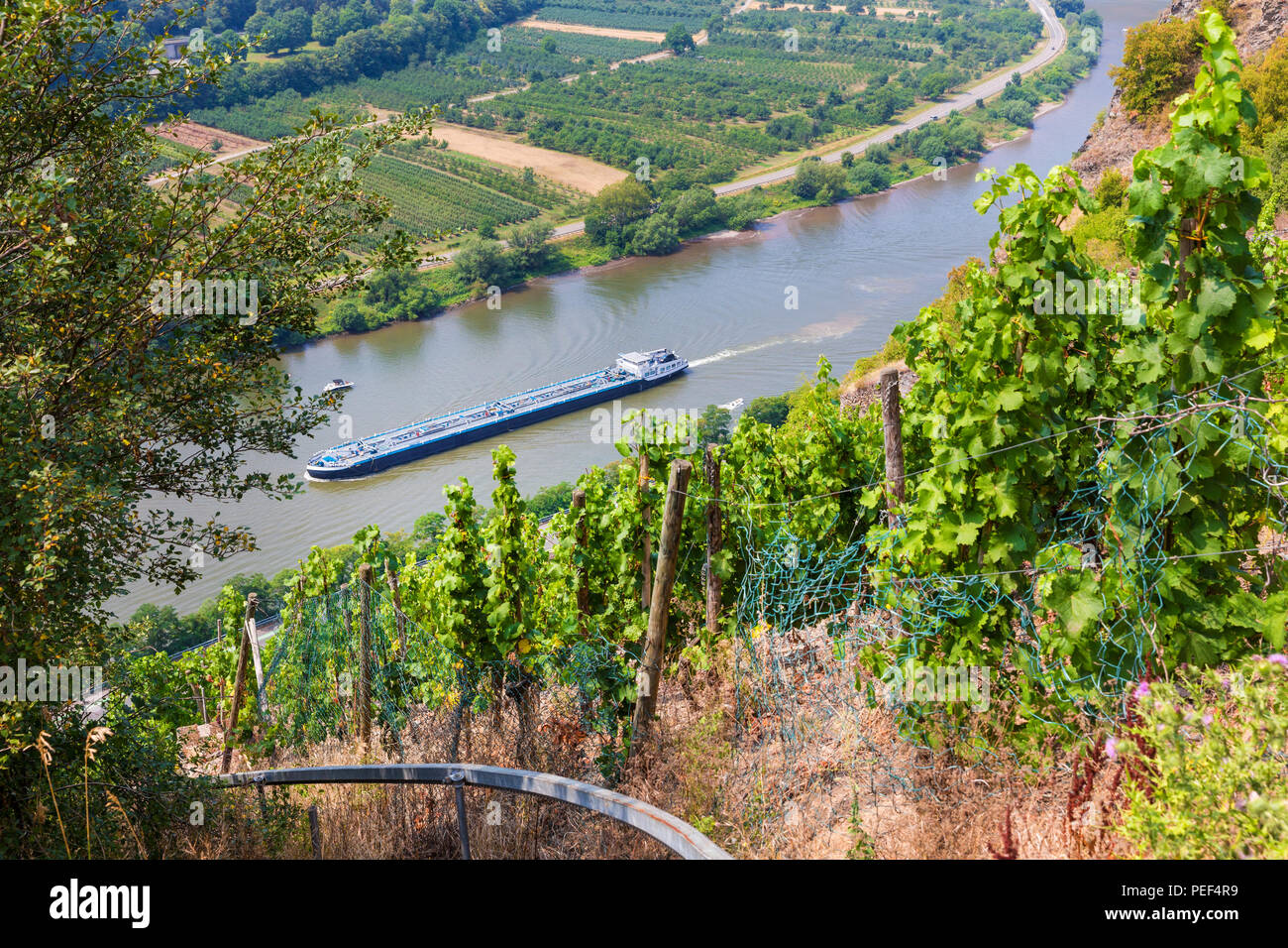 vineyard mosel valley germany Stock Photo - Alamy