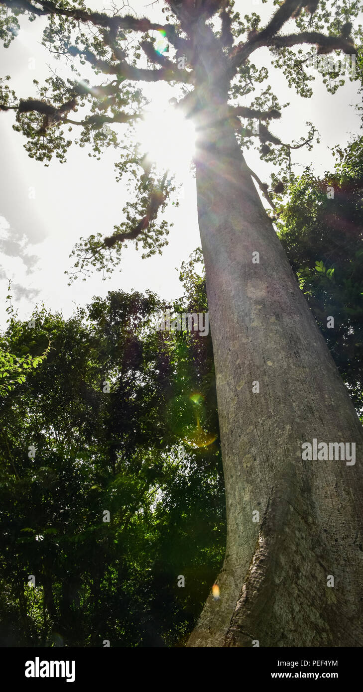 Ceiba Tree at Tikal National Park, Guatemala Stock Photo - Alamy