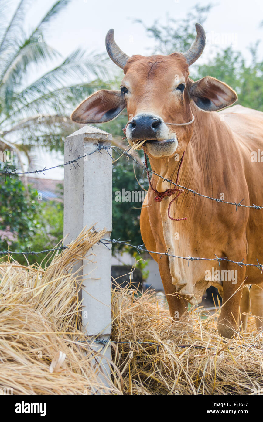 Off road laos hi-res stock photography and images - Alamy