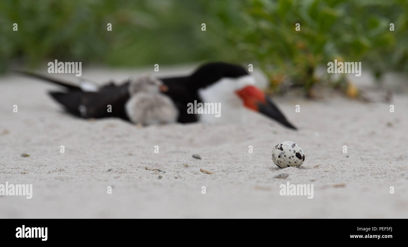Black Skimmer on the beach Stock Photo - Alamy