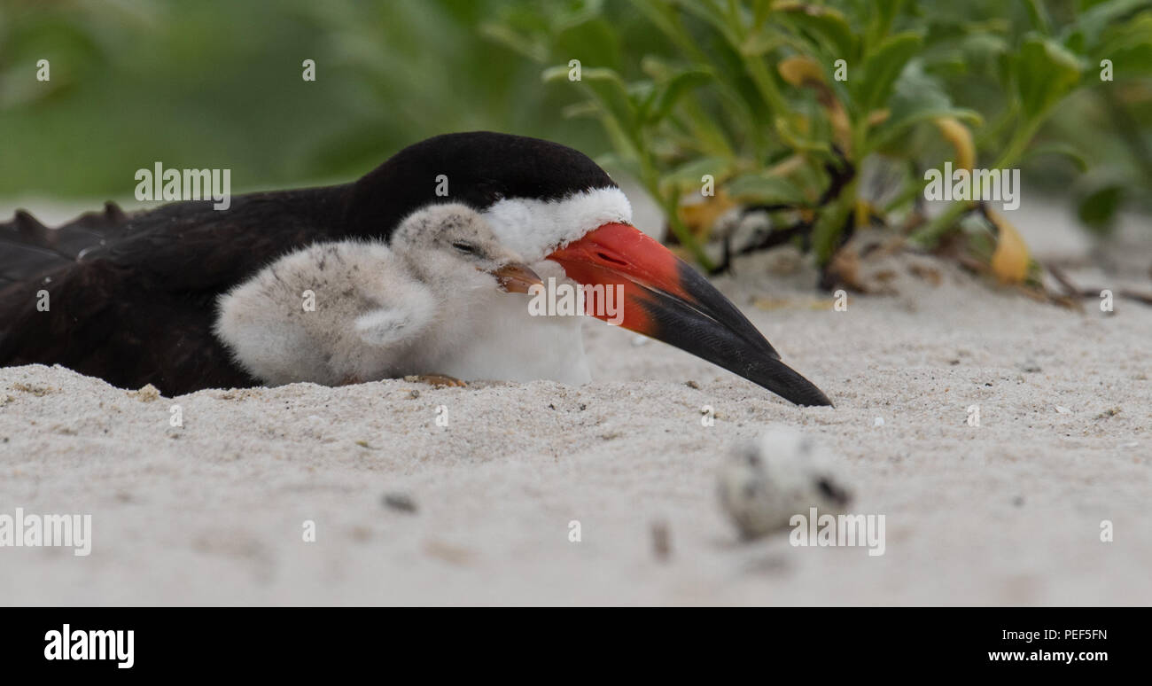 Black Skimmer on the beach Stock Photo - Alamy