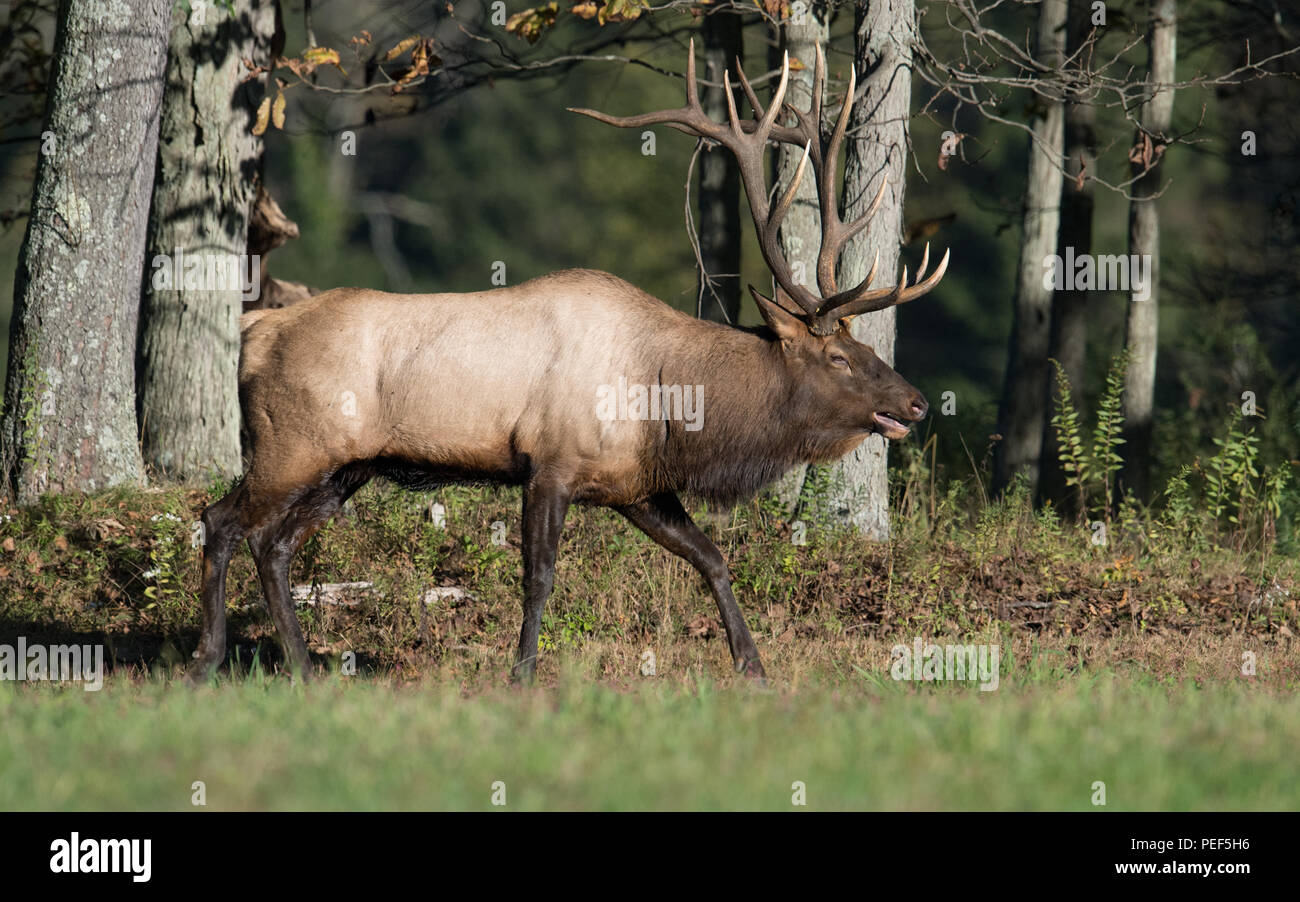 Elk Rutting Season Stock Photo - Alamy