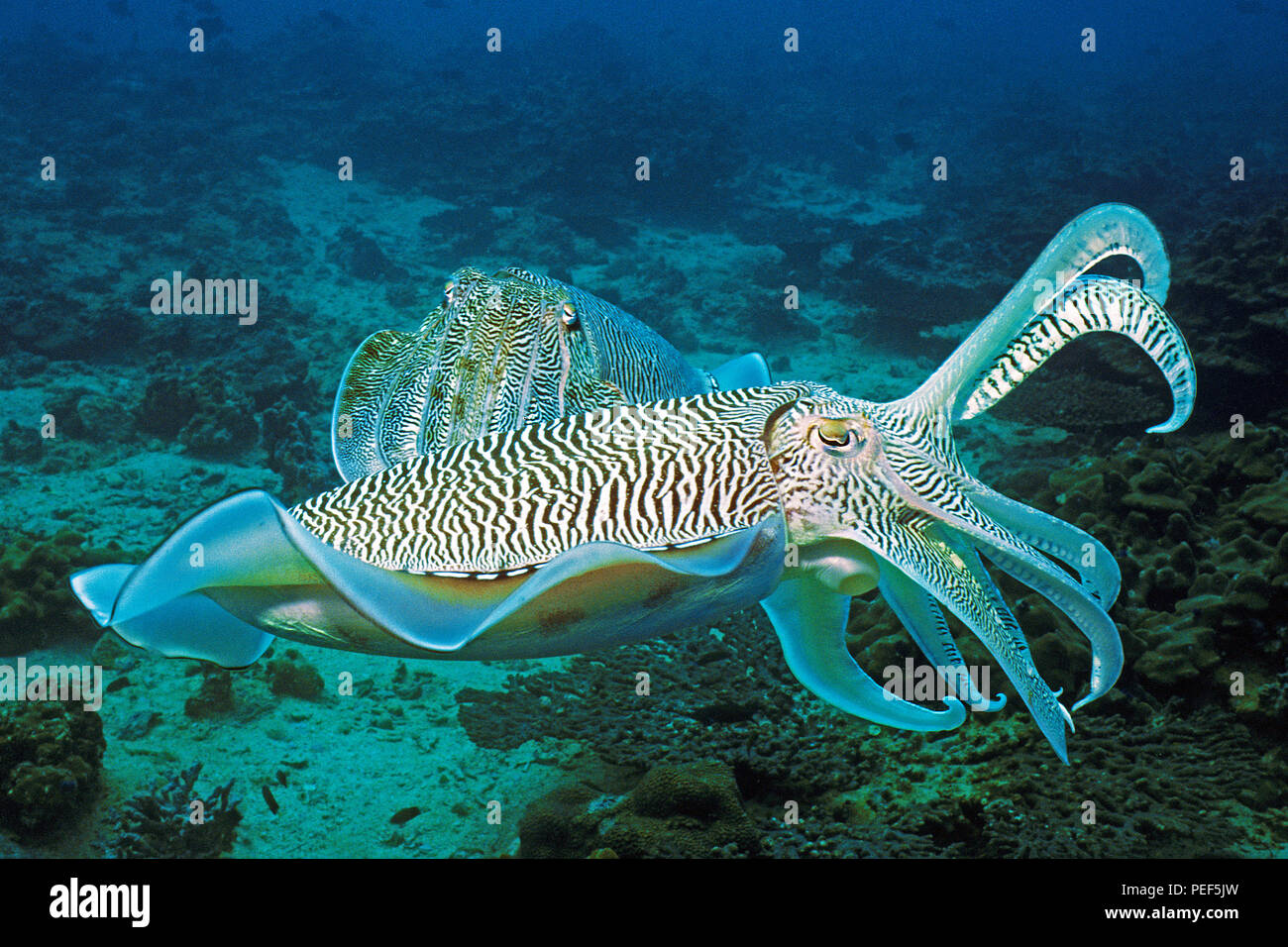 Yemen Wildlife High Resolution Stock Photography and Images - Alamy