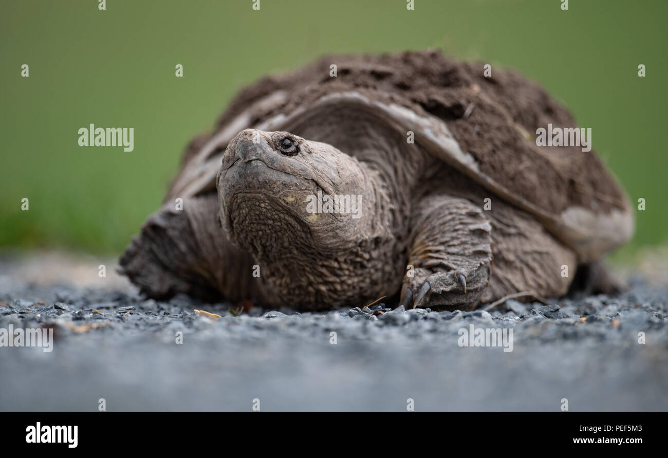 Prehistoric sea turtle hi-res stock photography and images - Alamy