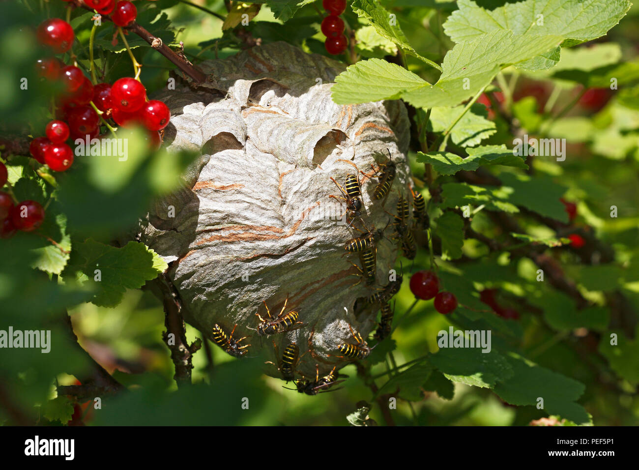 Wasps nest hi-res stock photography and images - Alamy