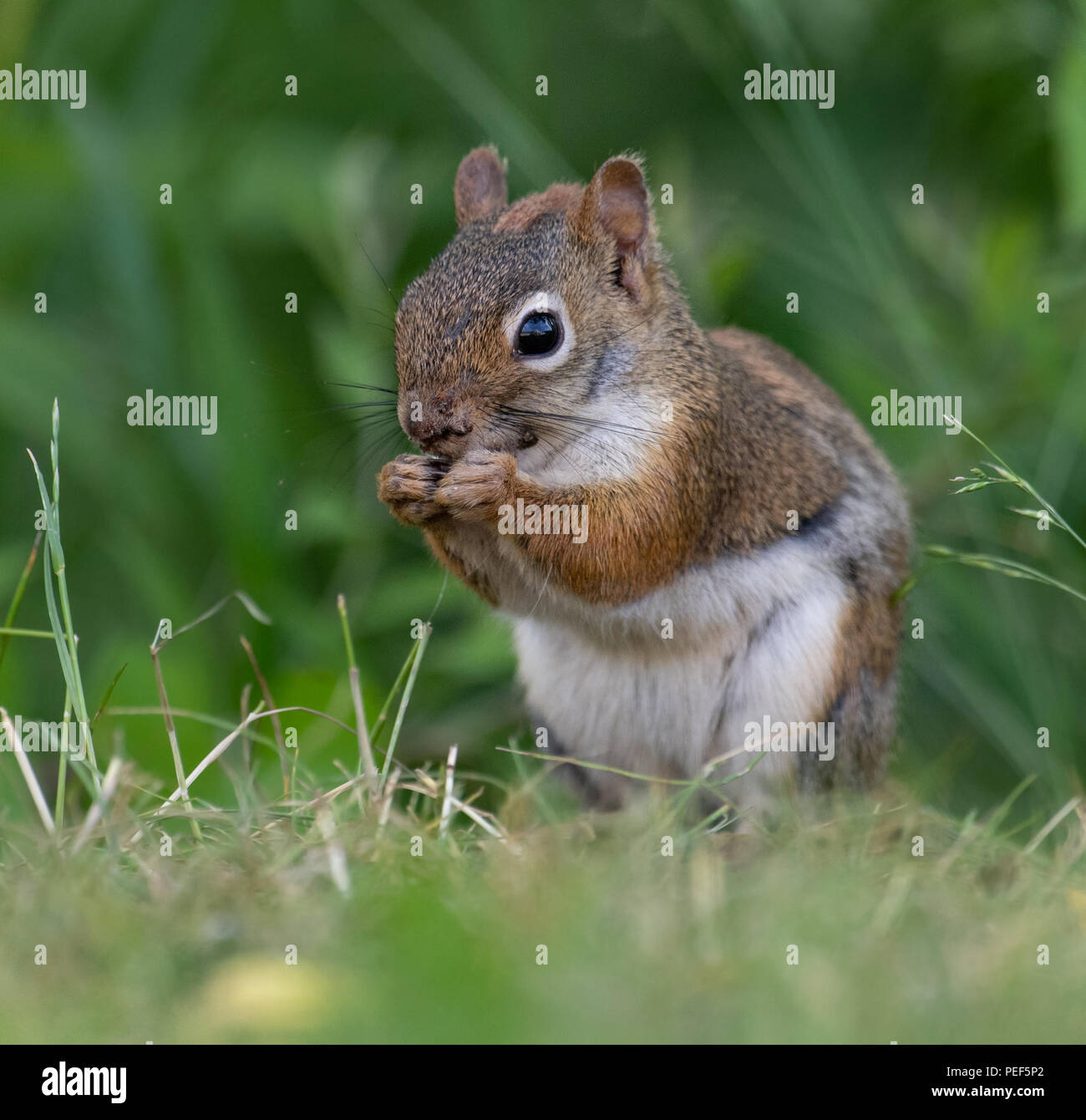 Red Squirrel in Meadow Stock Photo - Alamy