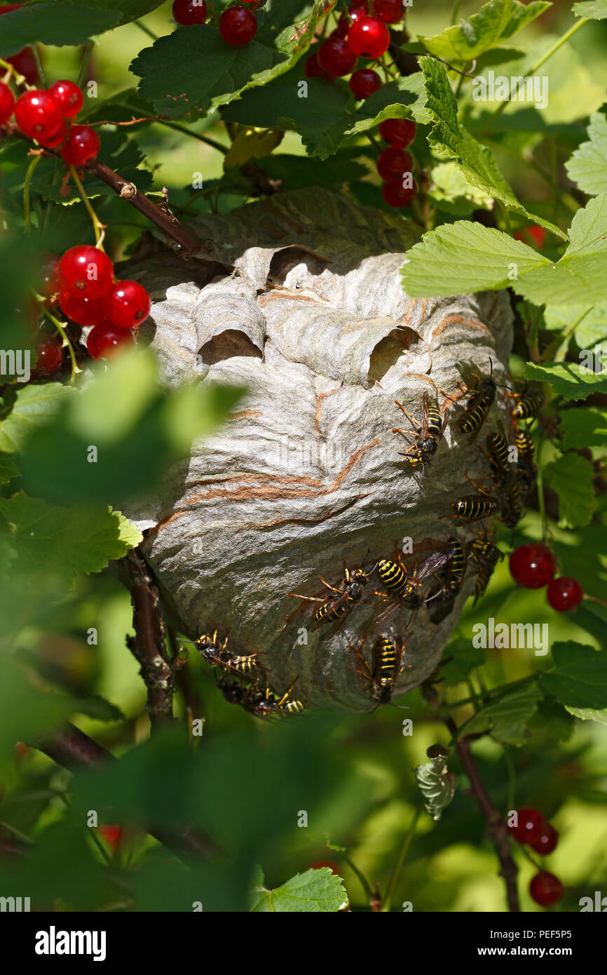 Vespula spec hi-res stock photography and images - Alamy
