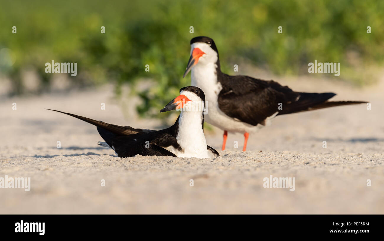 Black Skimmer on the beach Stock Photo - Alamy