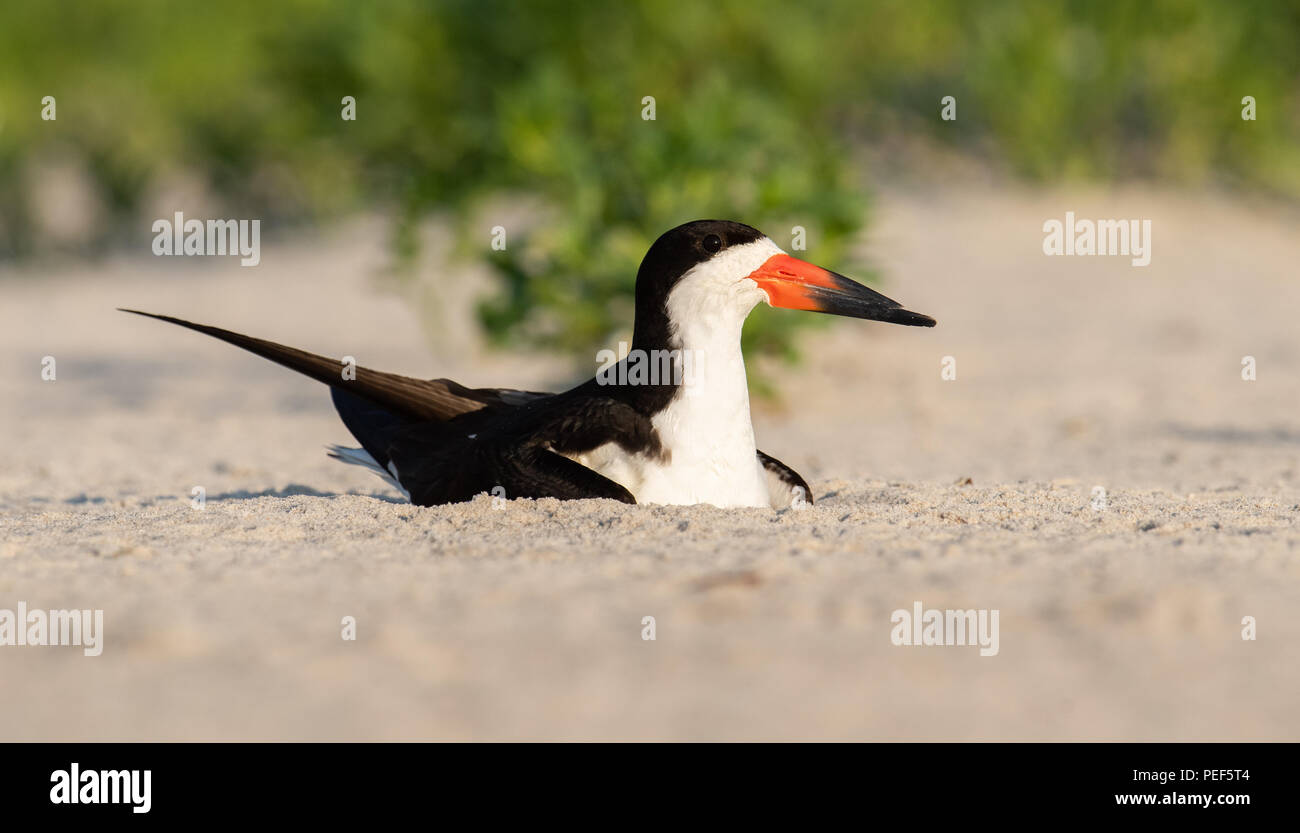 Black Skimmer on the beach Stock Photo - Alamy
