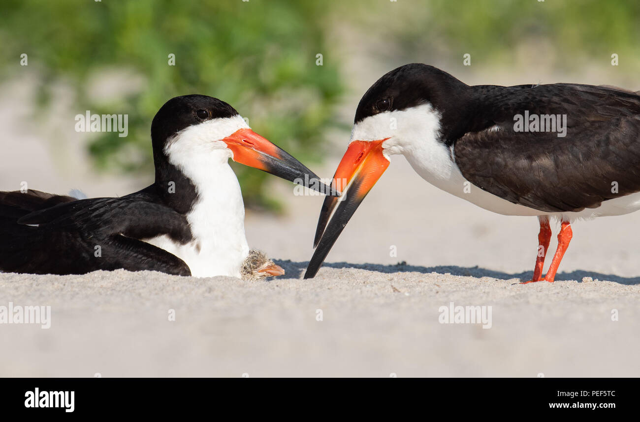 Black Skimmer on the beach Stock Photo - Alamy