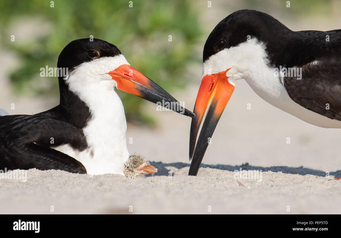 Black Skimmer on the beach Stock Photo - Alamy