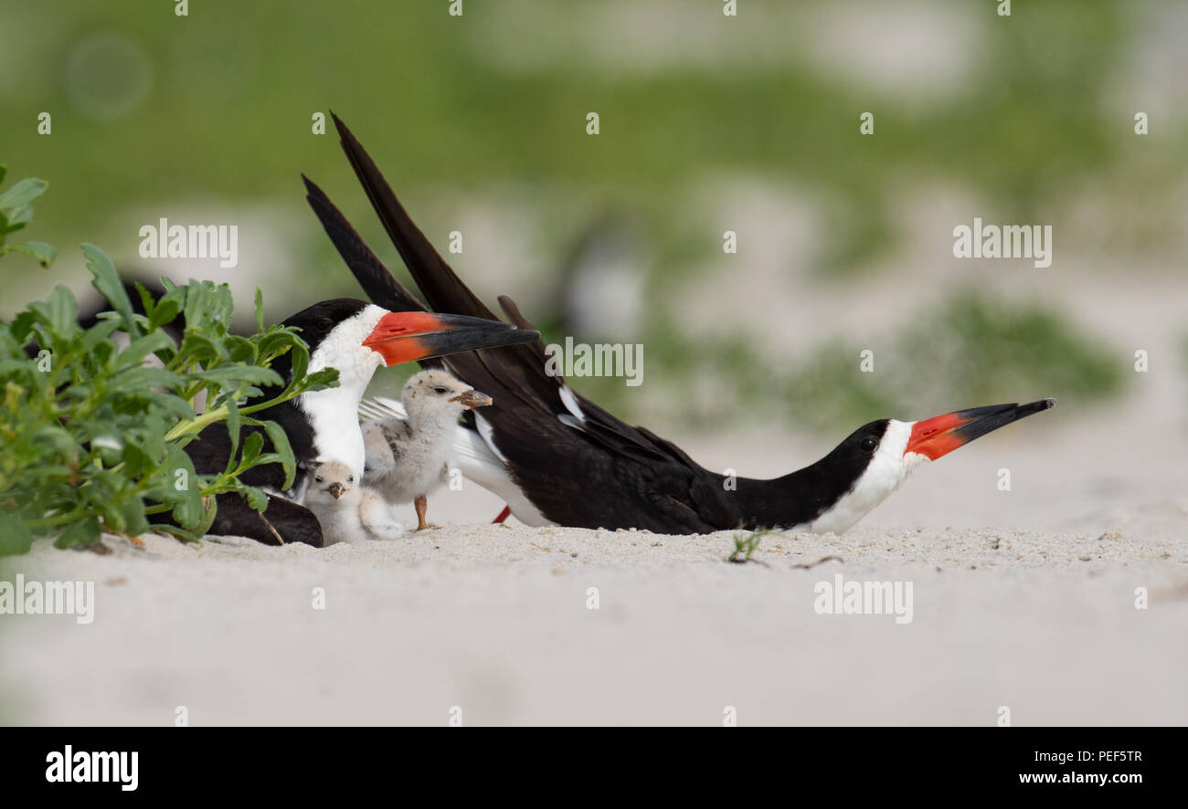 Black Skimmer on the beach Stock Photo - Alamy