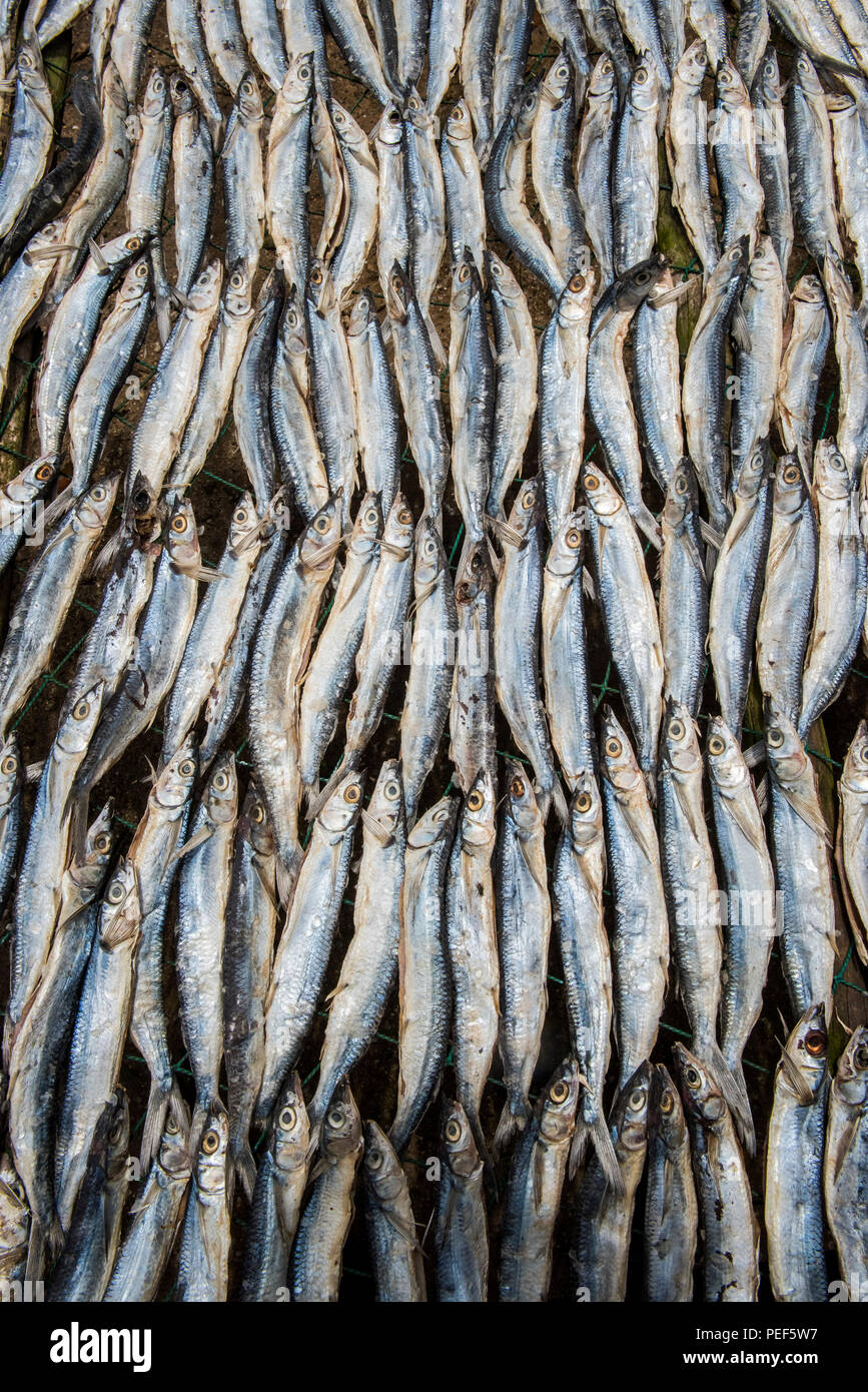 Fish drying on frame hi-res stock photography and images - Alamy