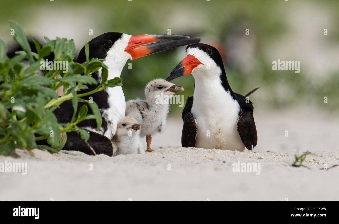 Black Skimmer on the beach Stock Photo - Alamy