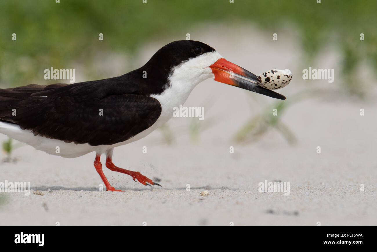 Black Skimmer on the beach Stock Photo - Alamy