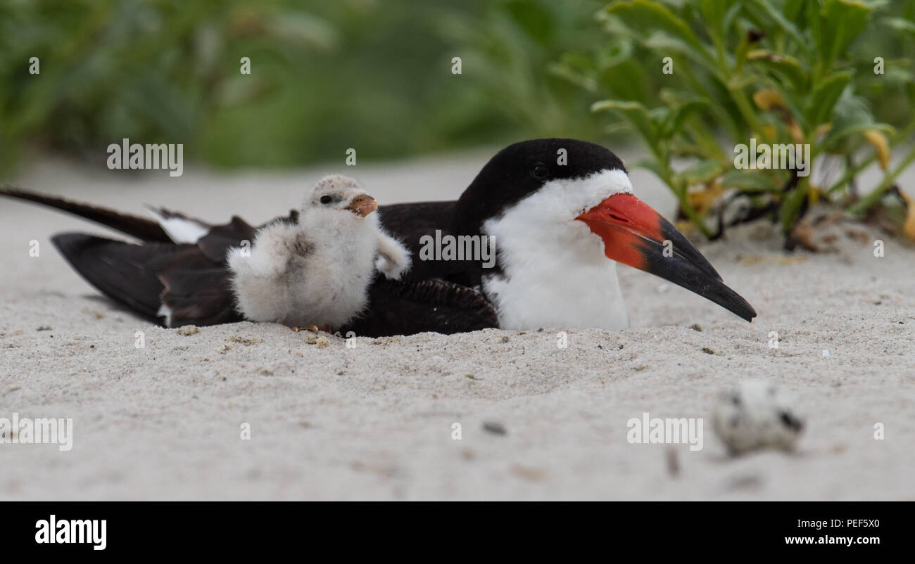 Black Skimmer on the beach Stock Photo - Alamy