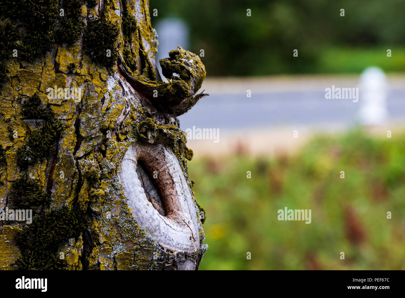 Tree knot hi-res stock photography and images - Alamy