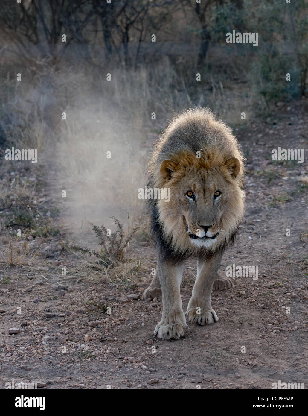 Large male lion walks in the desert in Namibia Stock Photo - Alamy