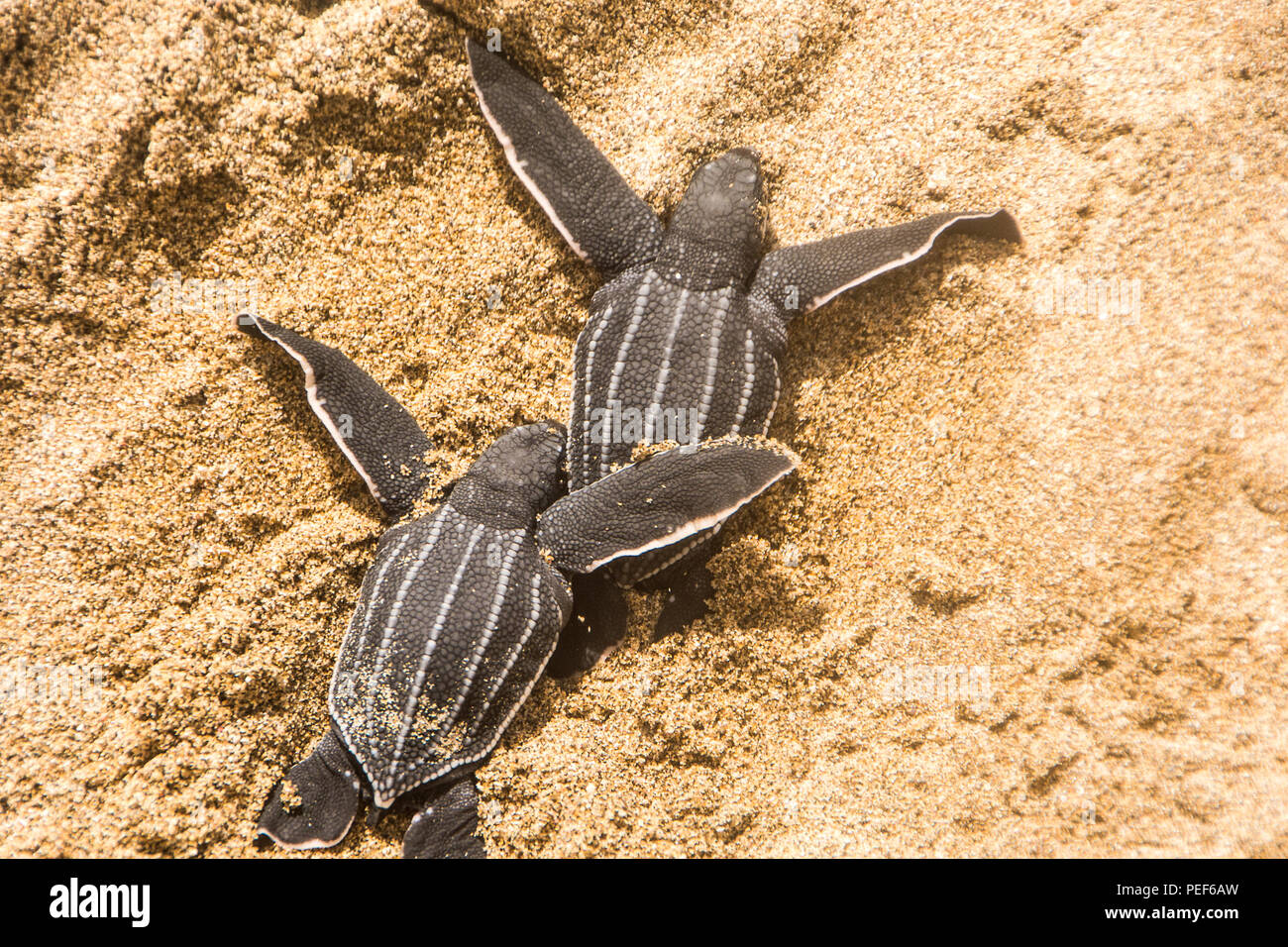 Leather back hatchlings hi-res stock photography and images - Alamy