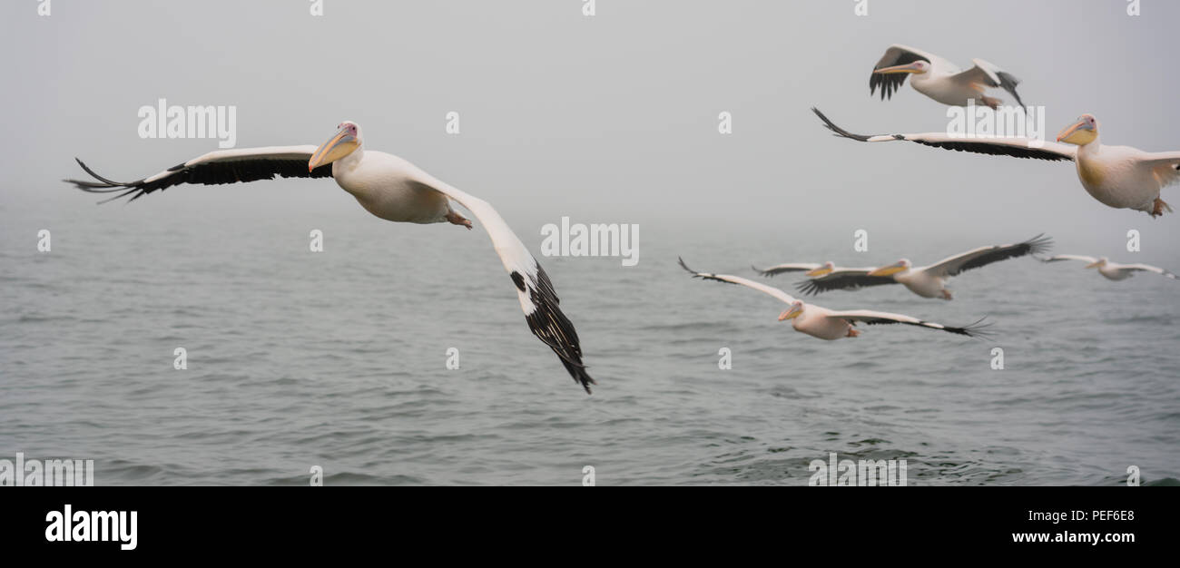 Great White Pelicans in flight in Namibia Stock Photo - Alamy