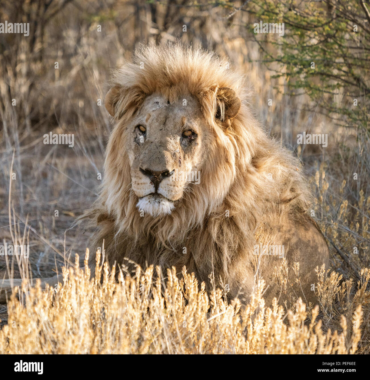 Adult male lion lies down in the short dry grass of Botswana Stock ...