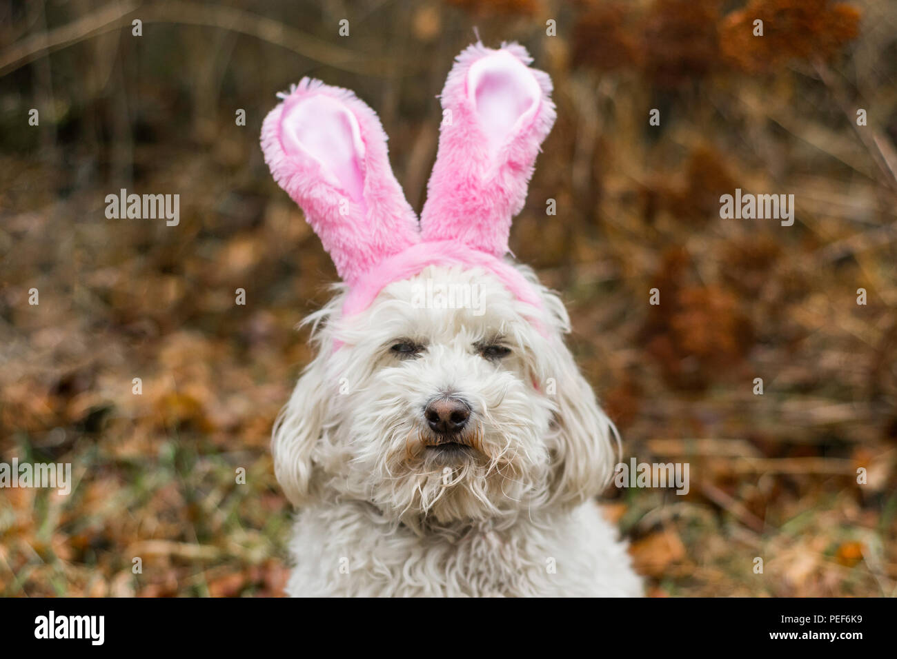 Angry rabbit hi-res stock photography and images - Alamy