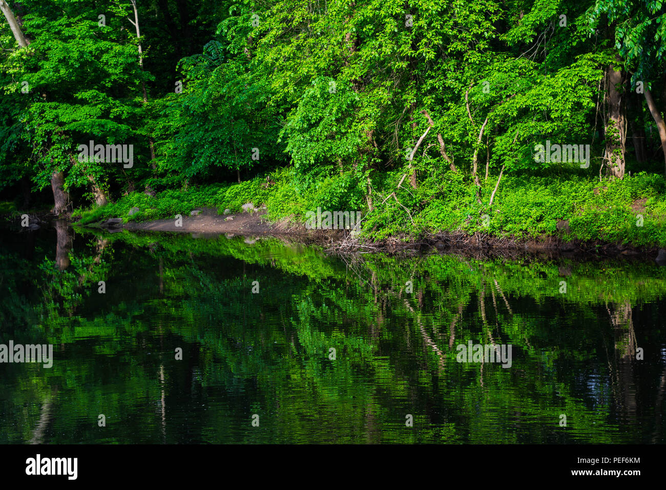 Lush green forest river reflection Stock Photo - Alamy