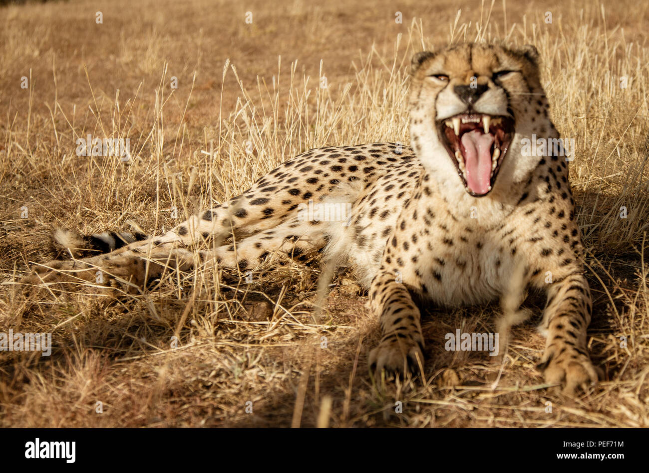 Adult cheetah snarls at camera, warning him away in Namibia Stock Photo ...