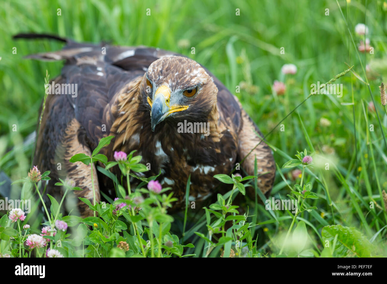 Golden eagle aquila chrysaetus bird hi-res stock photography and images ...
