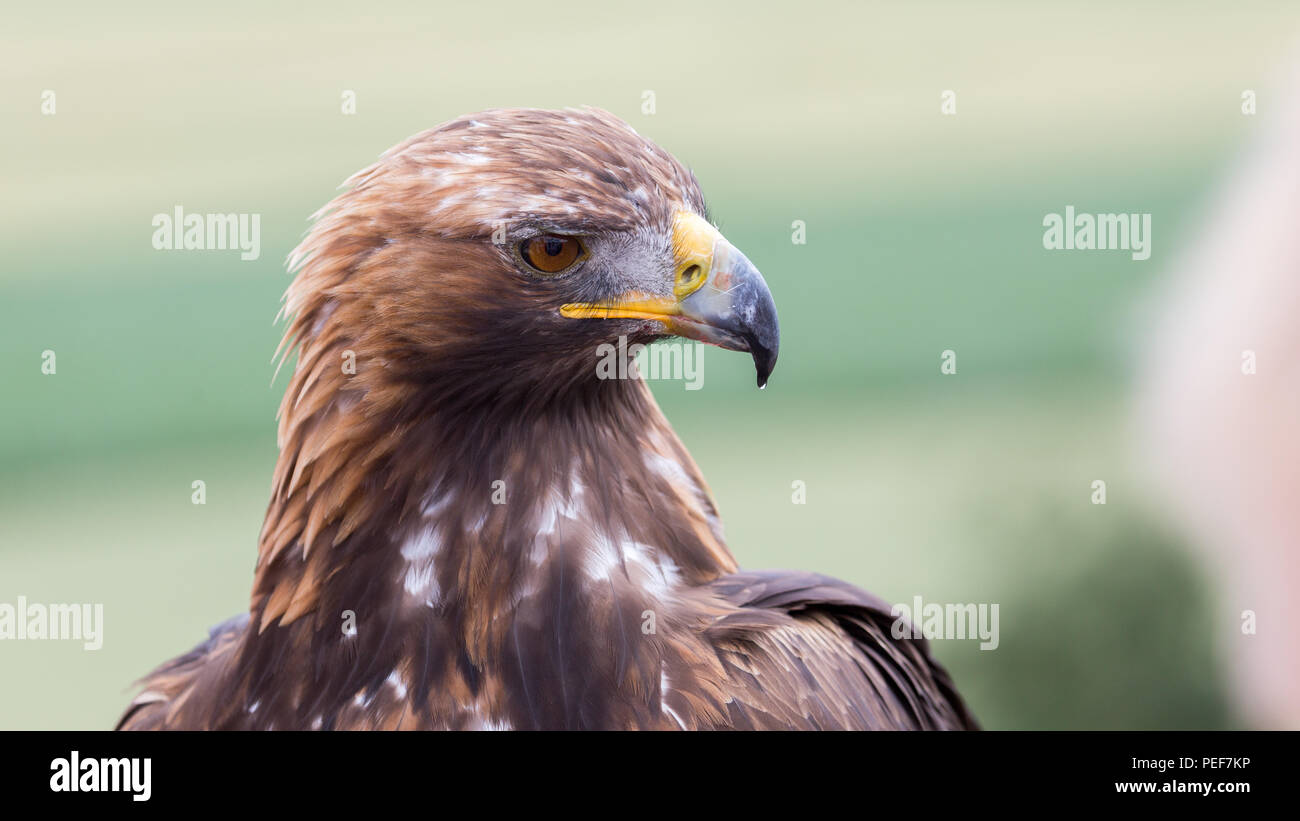 Golden eagle predator bird flying aquila chrysaetos wildlife eagle hi ...