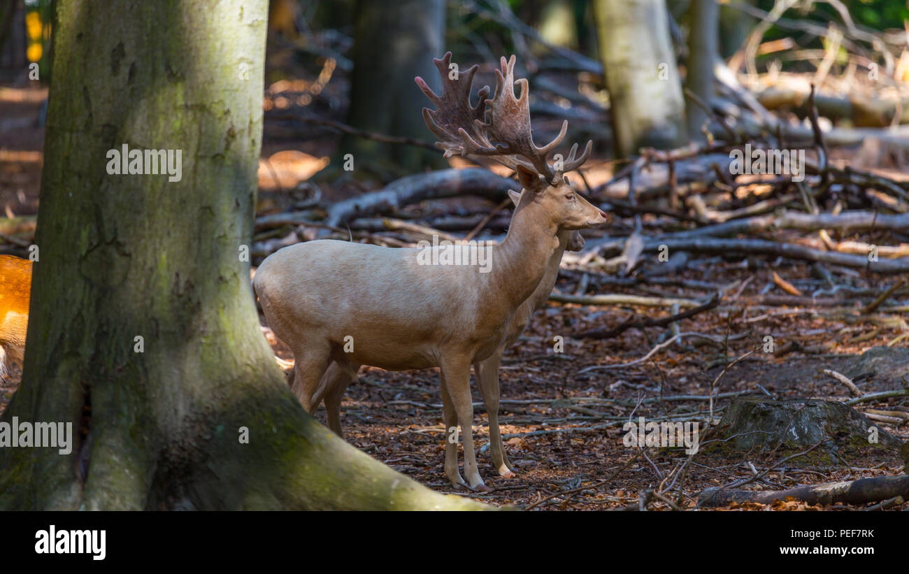 Antler male hi-res stock photography and images - Alamy