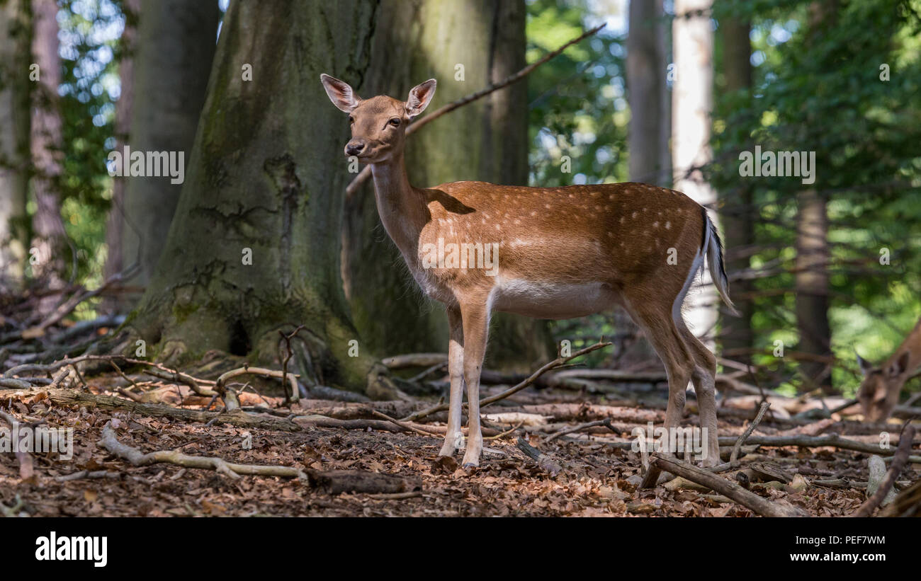 Female deer species hi-res stock photography and images - Alamy
