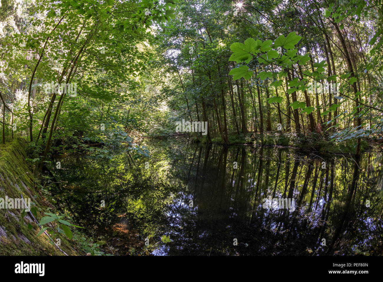 Wide angle forest hi-res stock photography and images - Alamy