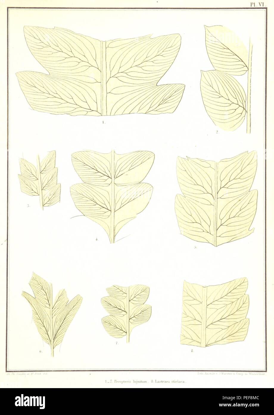 Image taken from page 101 of 'On the lignite formation of Bovey Tracey ...