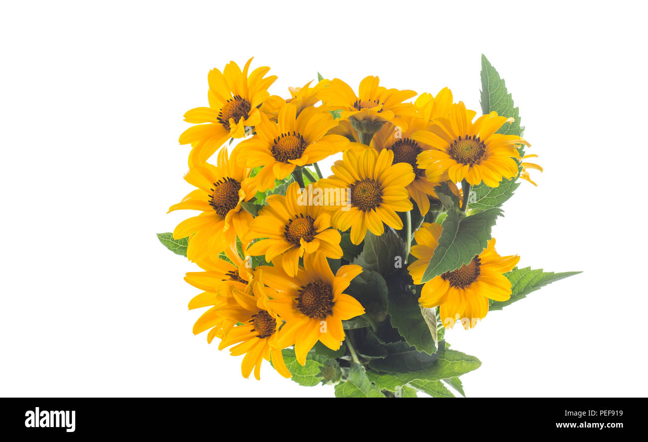 bouquet of yellow big daisies on a white background Stock Photo - Alamy