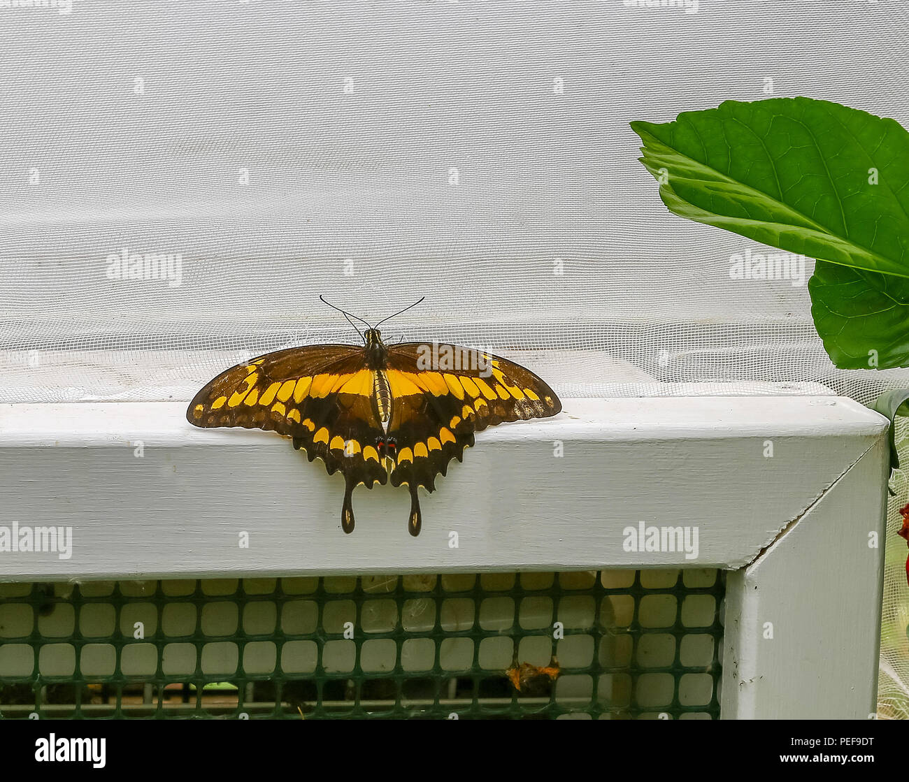 Orange Swallowtail Butterfly, (Papilio thoas Stock Photo - Alamy